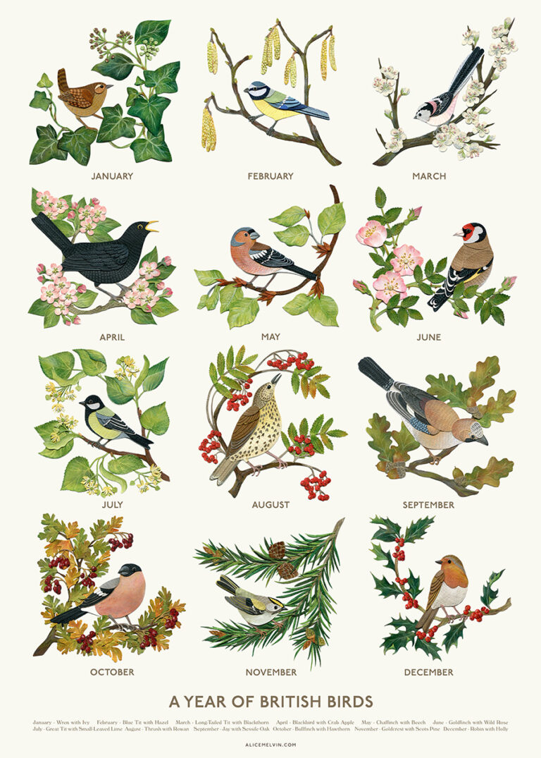A Year of British Birds – Alice Melvin